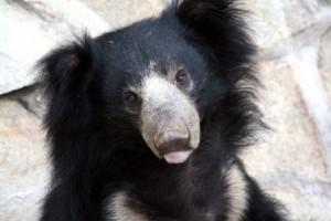 Oso labiado » OSOPEDIA